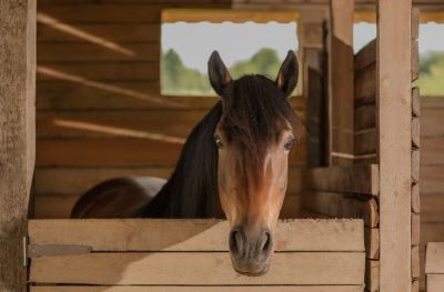 우수 품질 | 라리머 카운티