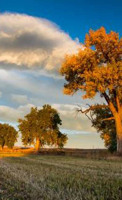 Human Services | Larimer County