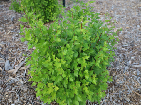 Demonstration Gardens at The Ranch | Larimer County